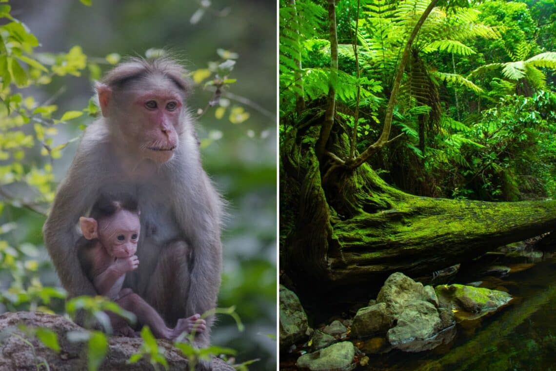 The 8 Best Places to Visit in Wayanad | Edakkal Caves, Chembra Peak ...